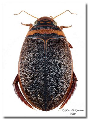 Forum Entomologi Italiani • Leggi argomento - Acilius (Acilius) sulcatus (Linnaeus, 1758 ...